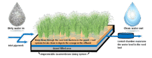 Reed Bed Systems for Sustainable Water Treatment