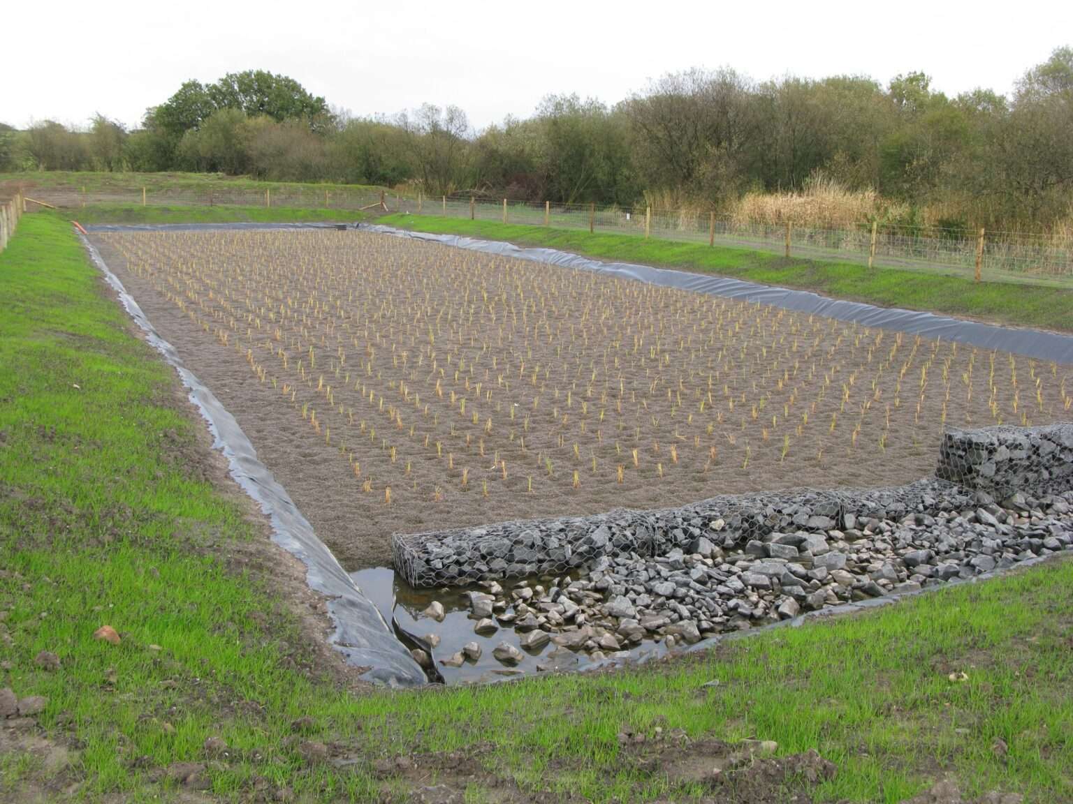 Reed Bed Systems for Sustainable Water Treatment