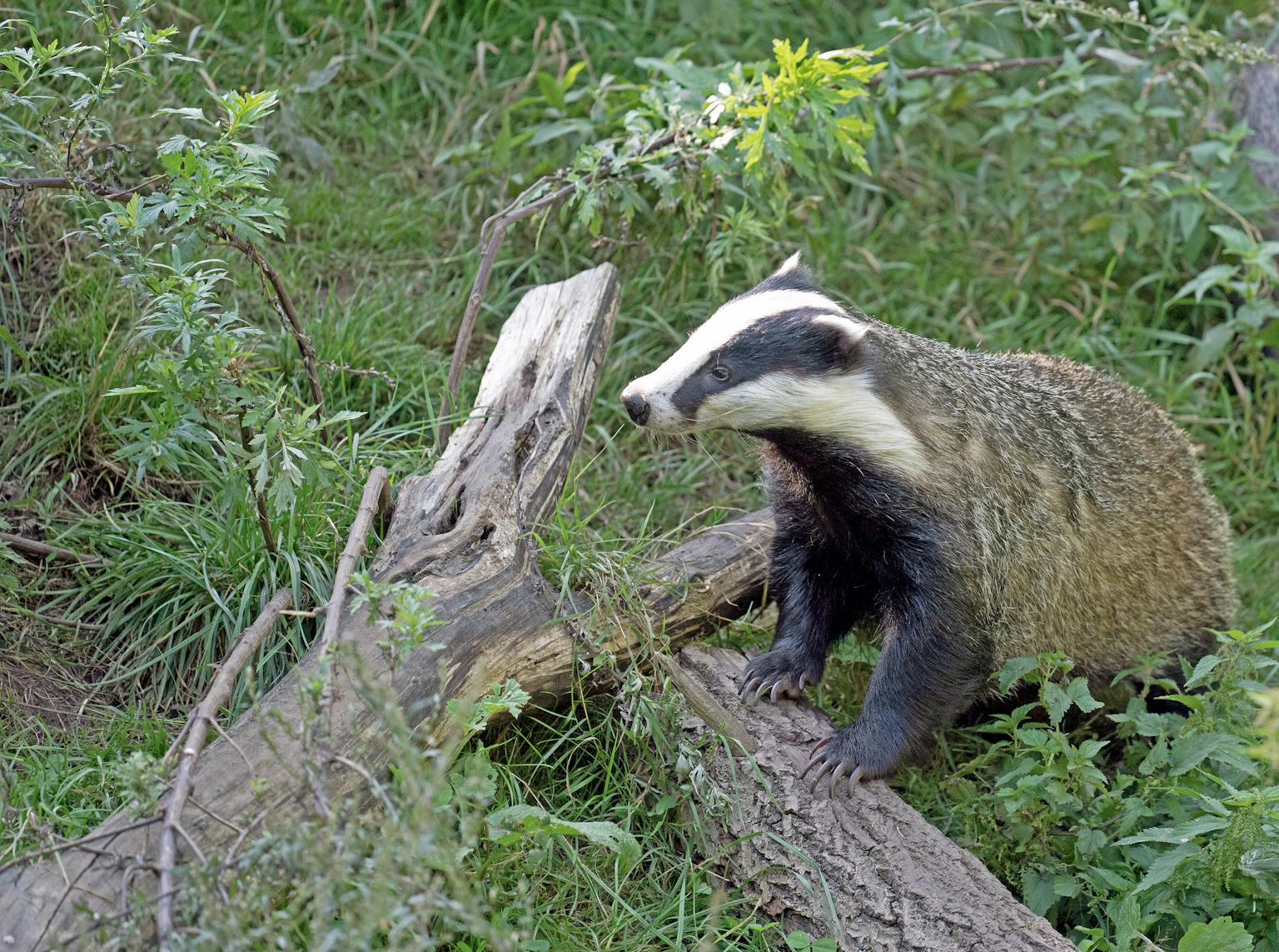 Badger Sett Creation - NT Killingley Ltd