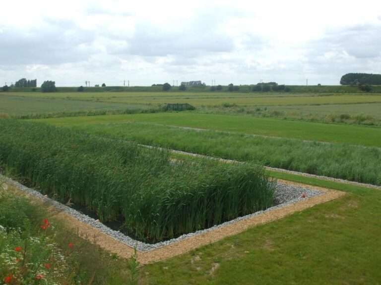 Reed Bed Installation and Refurbishment - NT Killingley Ltd